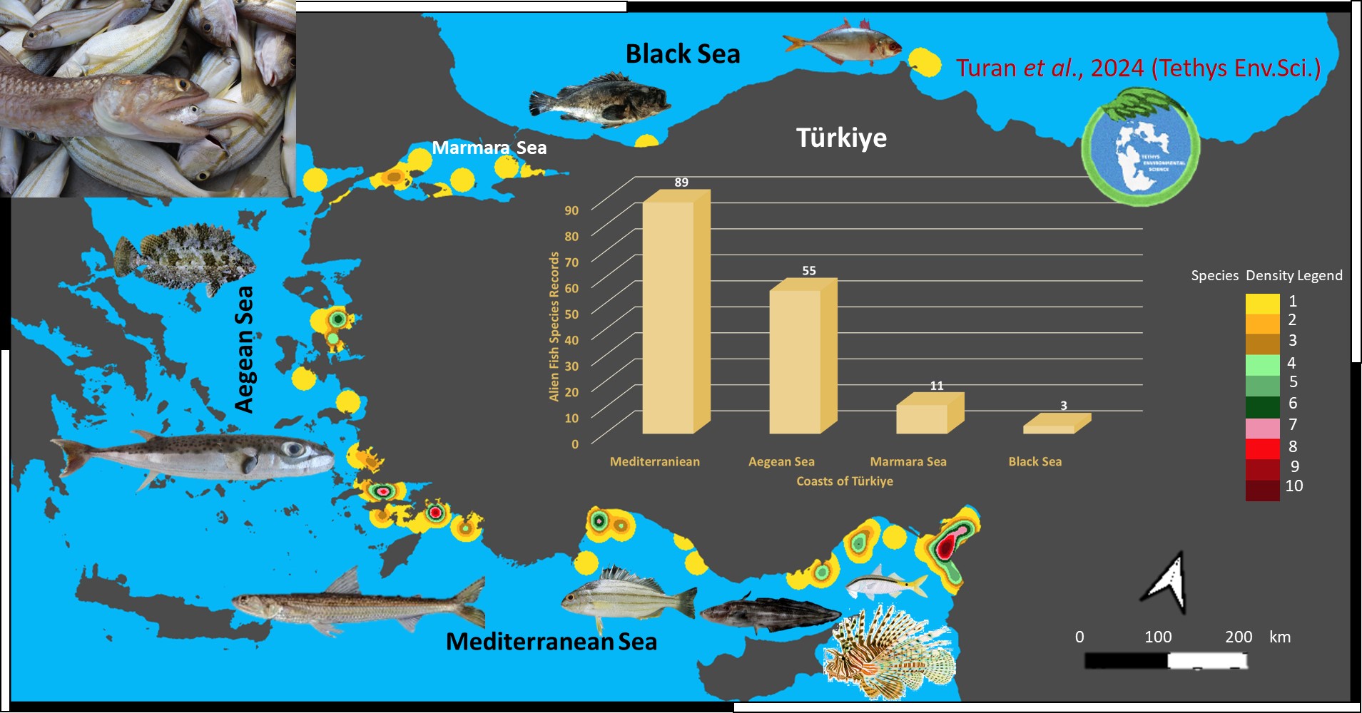 Checklist of Alien Fish Species in the Turkish Marine Ichthyofauna for ...